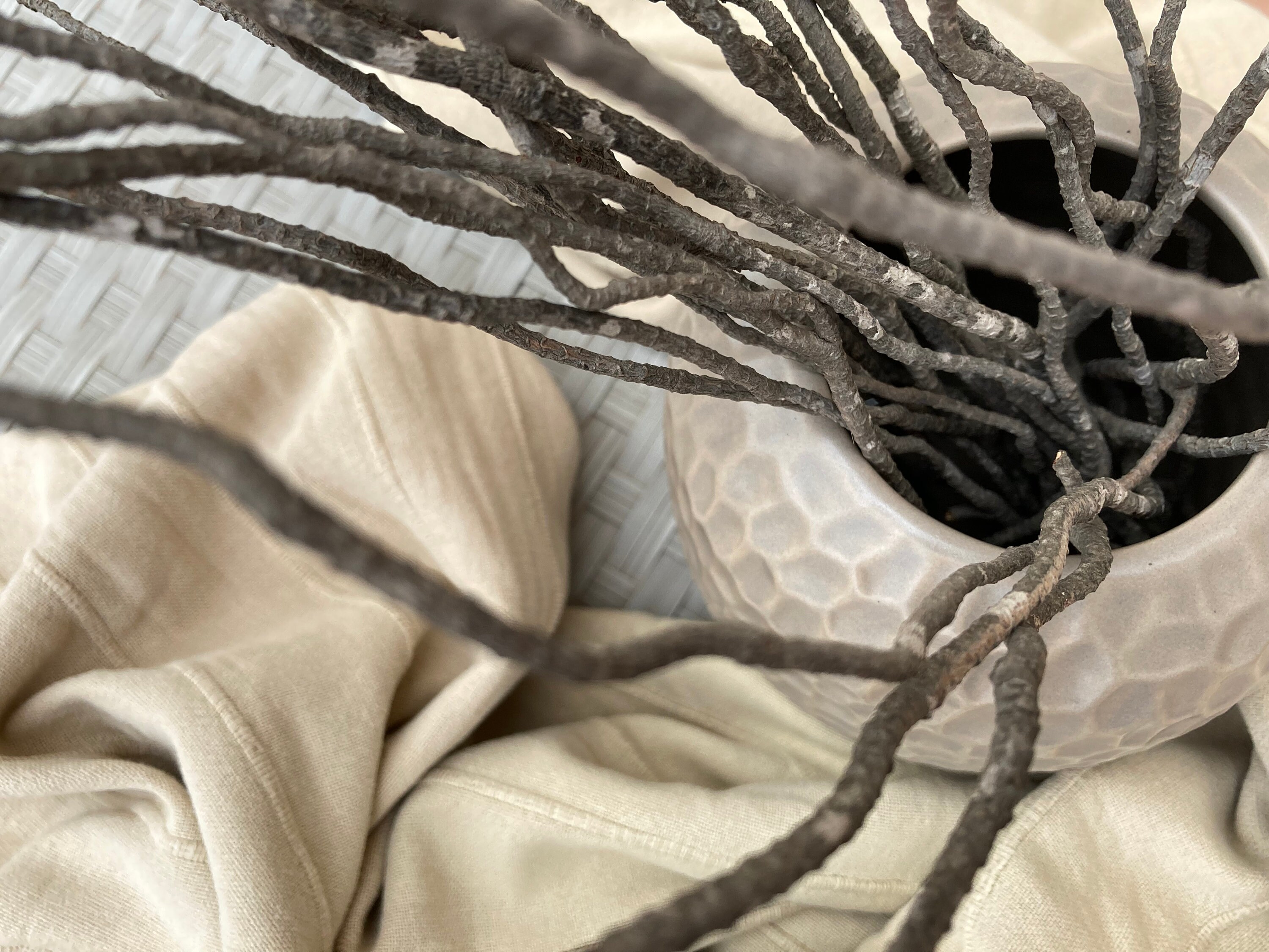 Curly Branches, Curvy Curly Dried Pine Tree Branches, Bundle of 25 ...