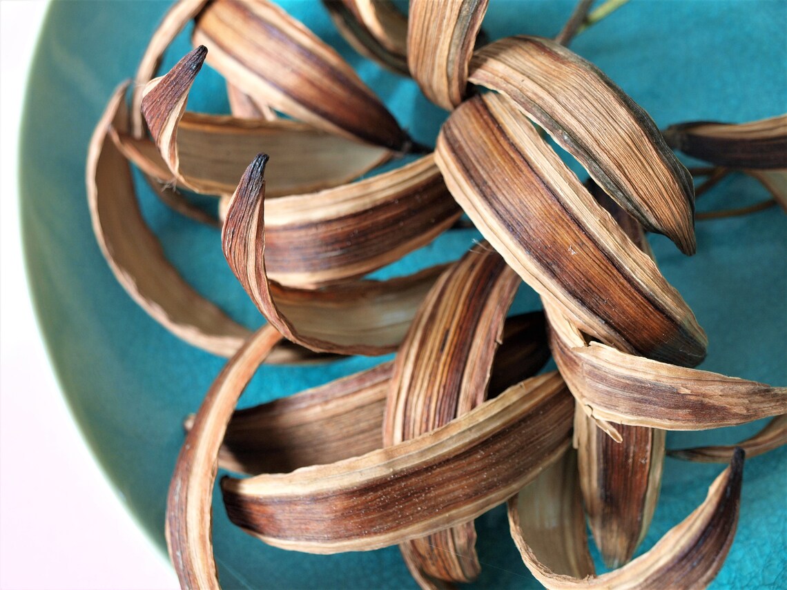 Nerium Oleander Seed Pods, Dried Seed Pods, Dried Seed Pods for Florals ...