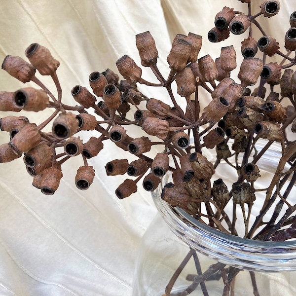 Dried Seed Pods - Etsy
