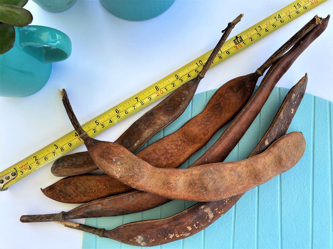 Royal Poinciana Seed Pods With Seeds, Flamboyant Tree Seed Pods ...
