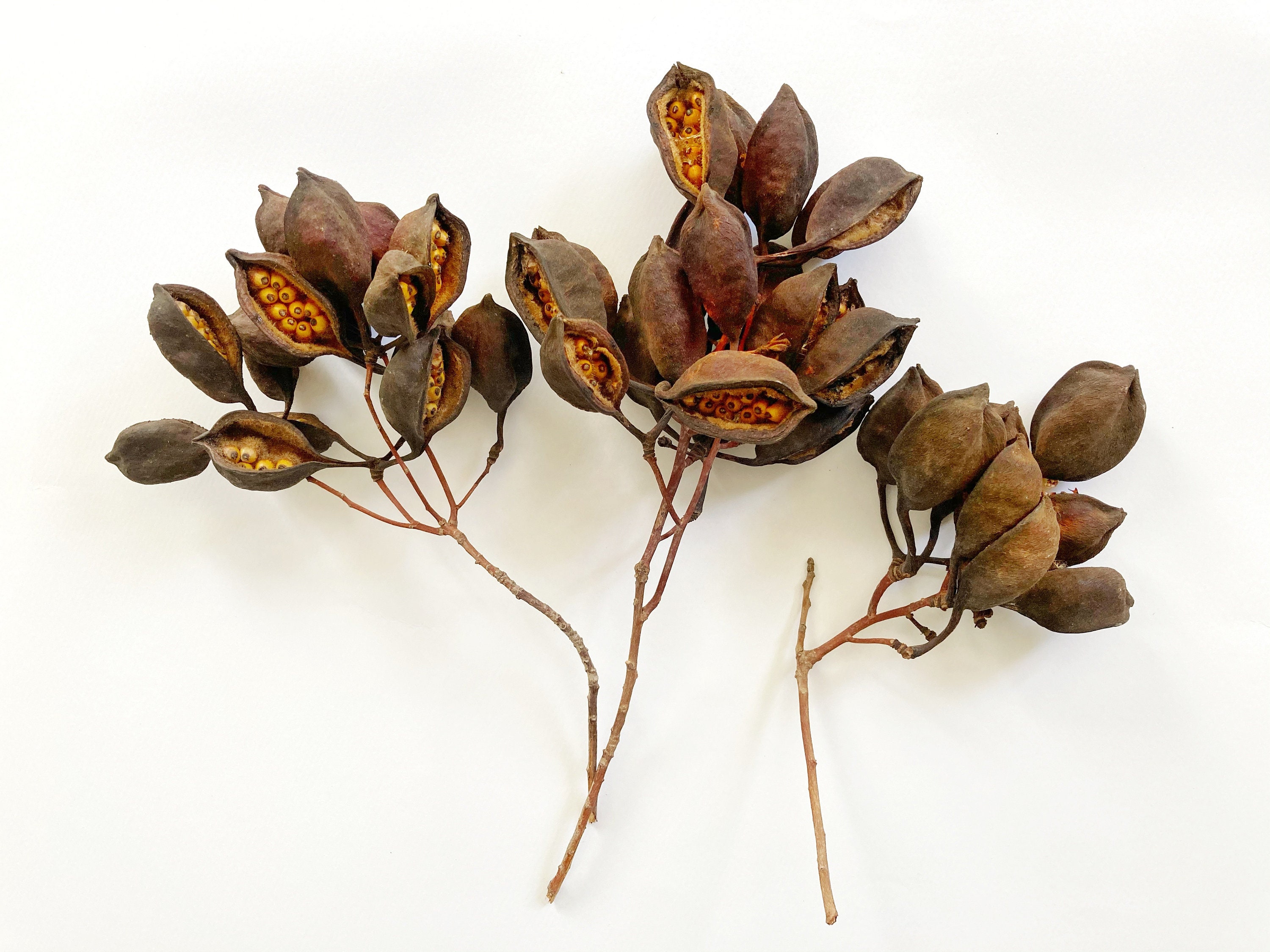 Brachychiton Seed Pods With Stem, Bottle Tree Seed Pods, Kurrajong Tree ...