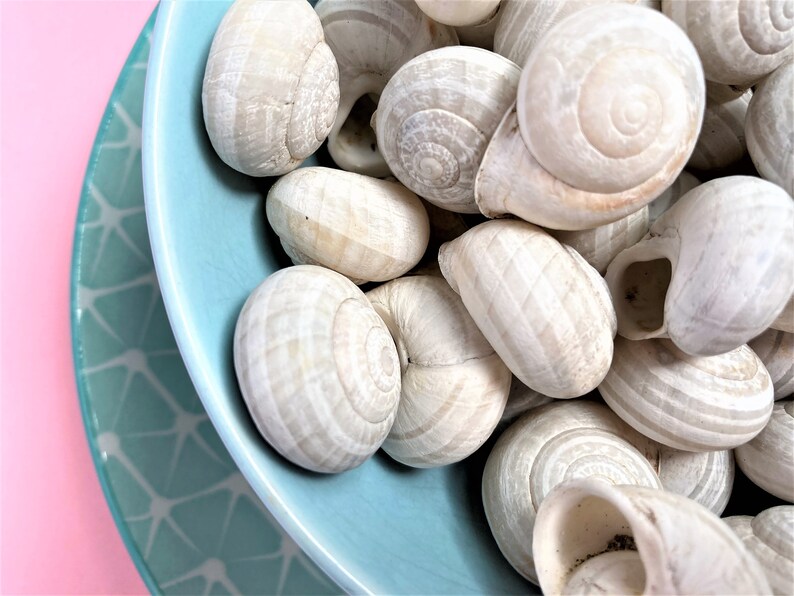 Snail Shells Land Snail Shell White Land Snail Shells - Etsy