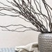 Curly Branches, Curvy Curly Dried Pine Tree Branches, Bundle of 25 ...