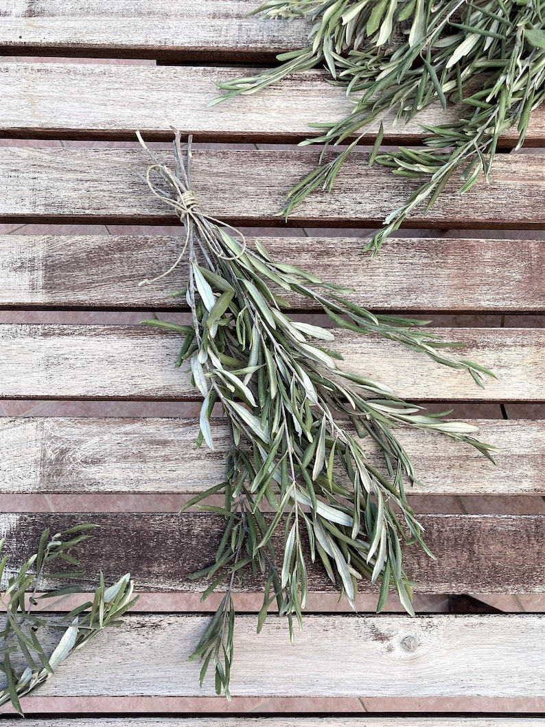 Olive Branches, Bunch of Olive Branches, Decorative Olive Stems , Dried ...