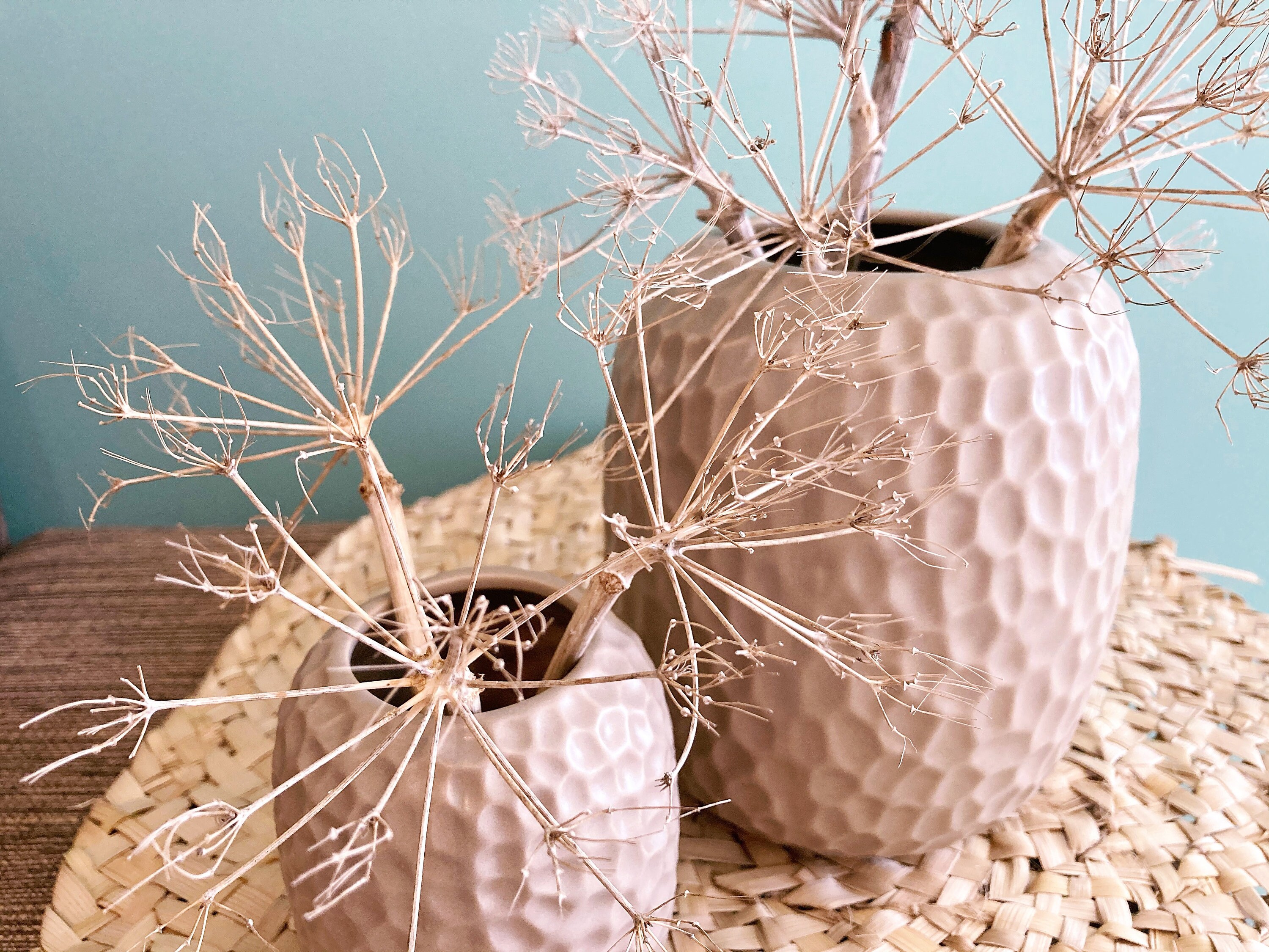 Giant Wild Fennel Seed Head, Ferula Communis, Dried Fennel Seed Head ...