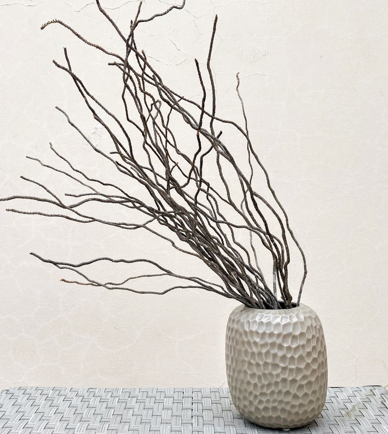 Curly Branches, Curvy Curly Dried Pine Tree Branches, Bundle of 25 ...