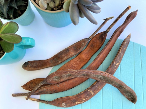 Tree Seed Pods