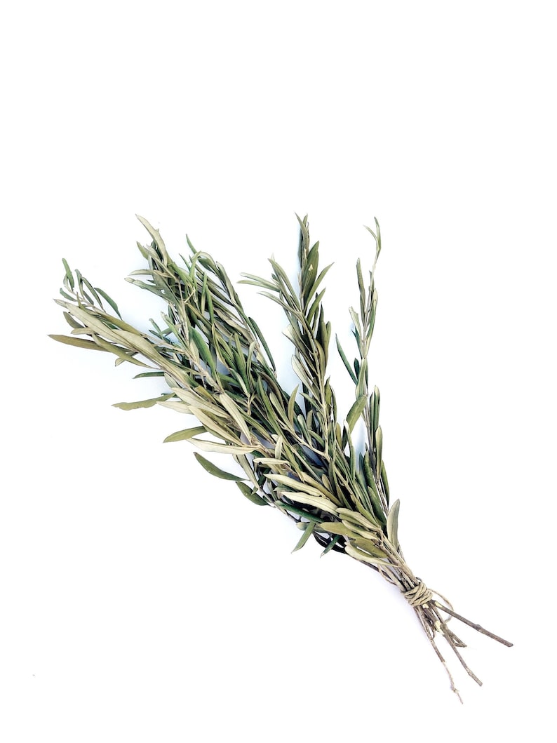 Olive Branches, Bunch of Olive Branches, Decorative Olive Stems , Dried ...