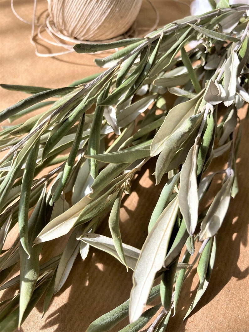 Olive Branches Bunch of Olive Branches Decorative Olive - Etsy