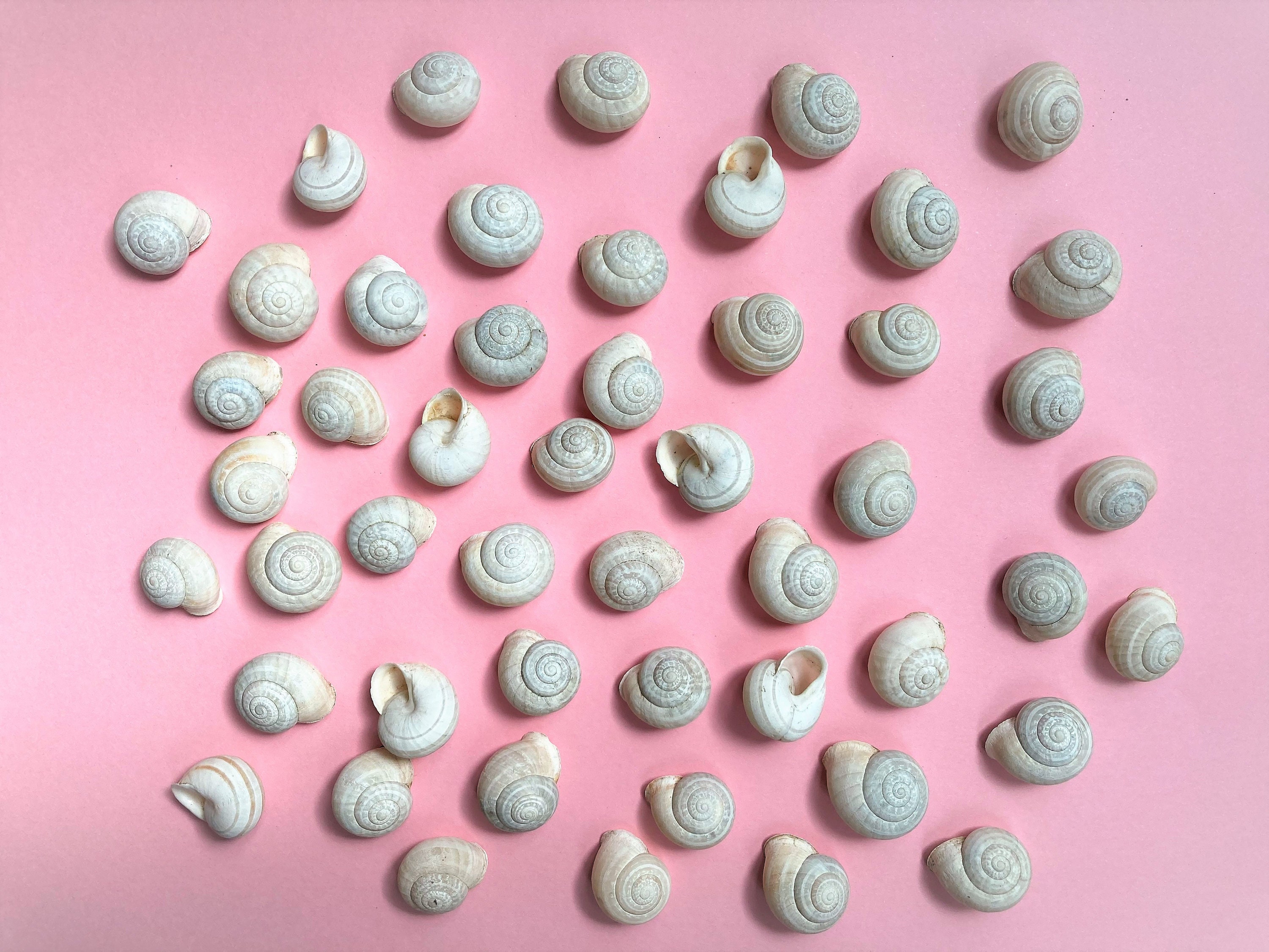 Snail Shells Land Snail Shell White Land Snail Shells - Etsy