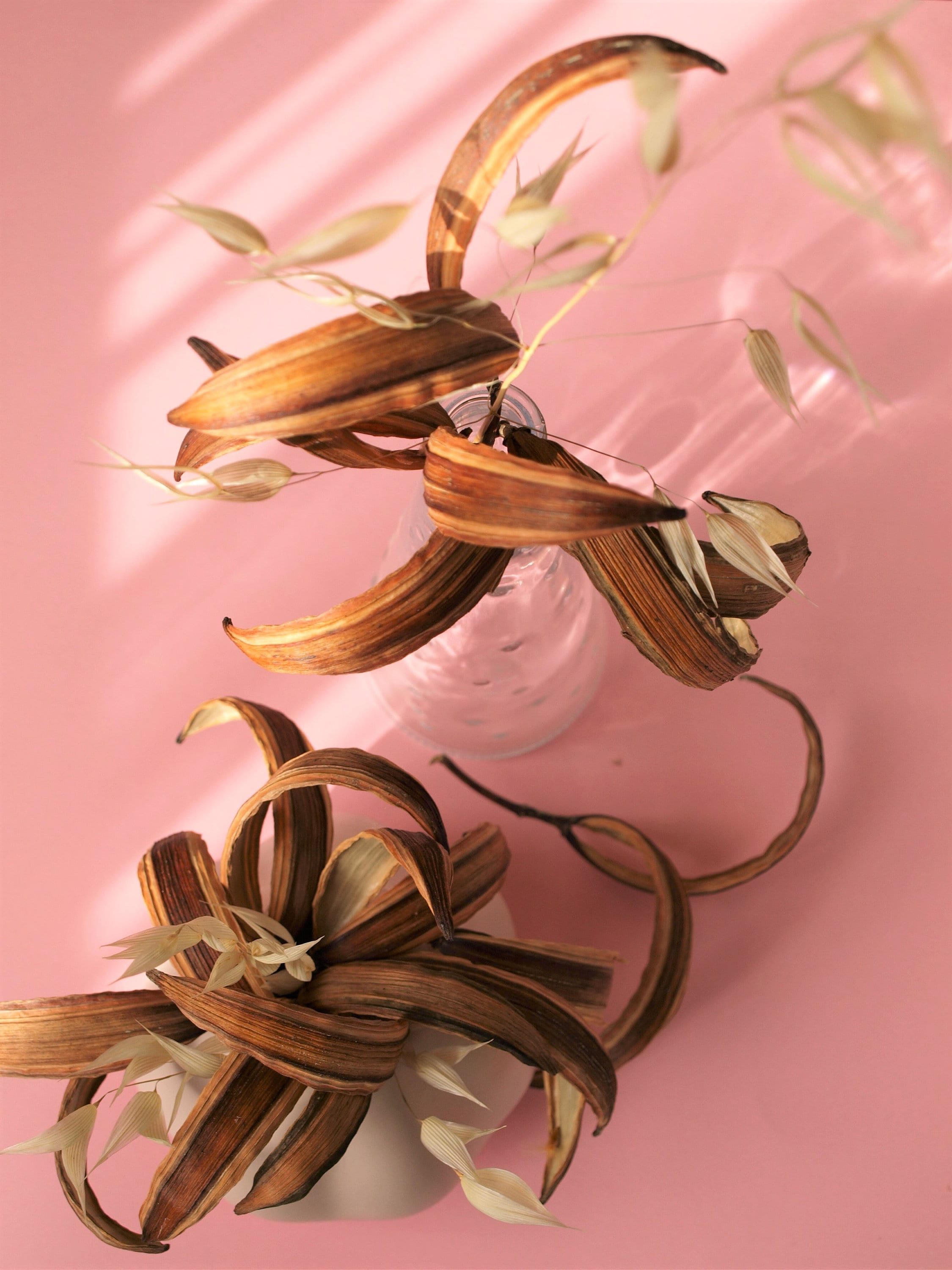 Nerium Oleander Seed Pods, Dried Seed Pods, Dried Seed Pods for Florals ...