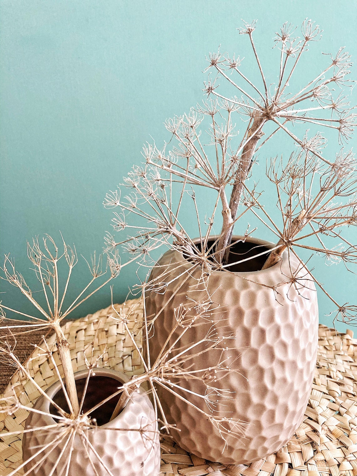 Giant Wild Fennel Seed Head, Ferula Communis, Dried Fennel Seed Head ...