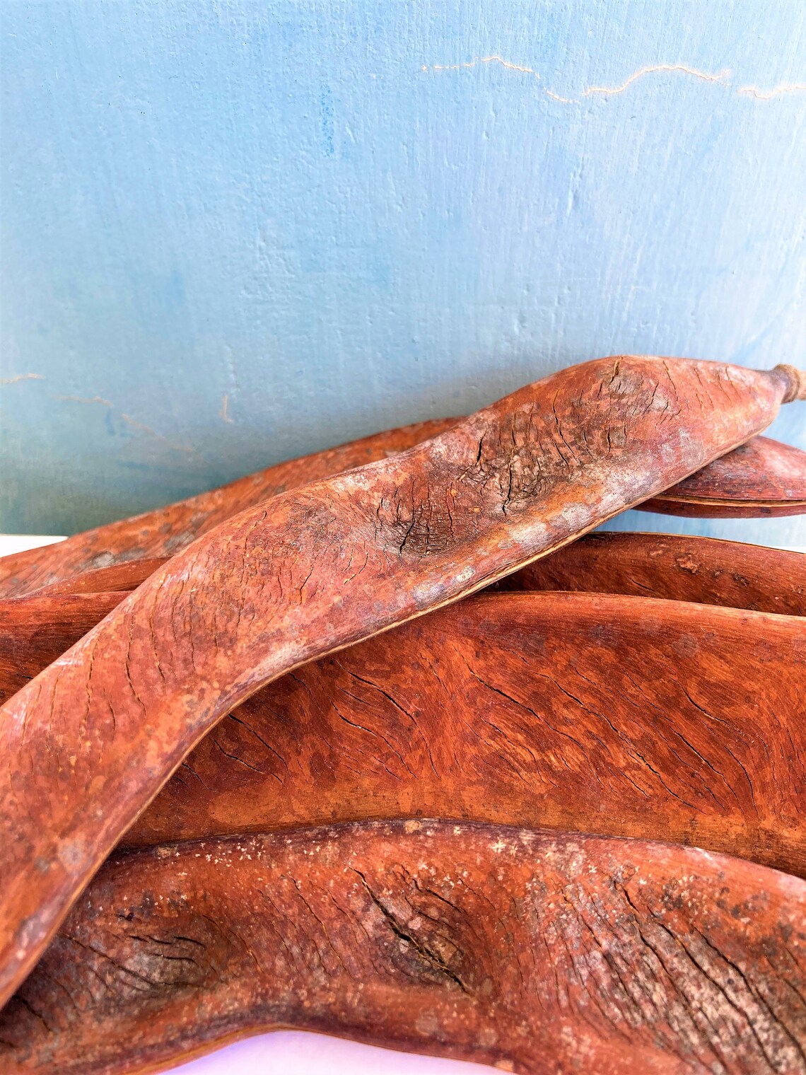 Royal Poinciana Seed Pods With Seeds, Flamboyant Tree Seed Pods ...