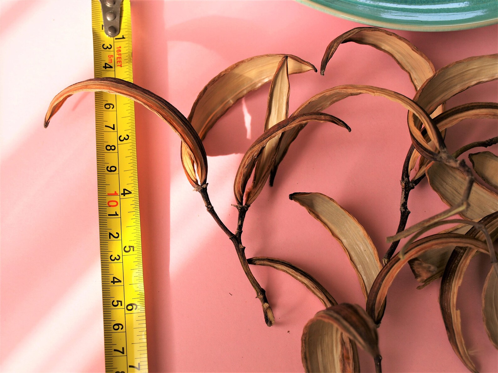 Nerium Oleander Seed Pods, Dried Seed Pods, Dried Seed Pods for Florals ...
