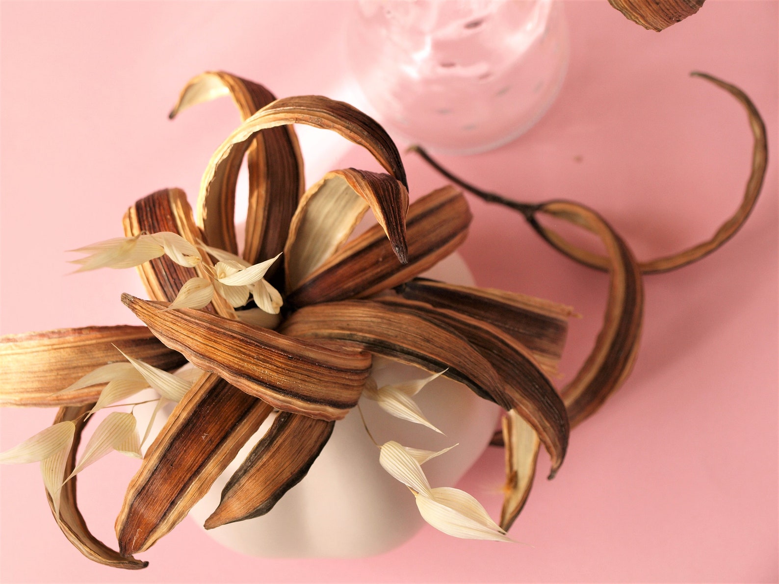 Nerium Oleander Seed Pods, Dried Seed Pods, Dried Seed Pods for Florals ...