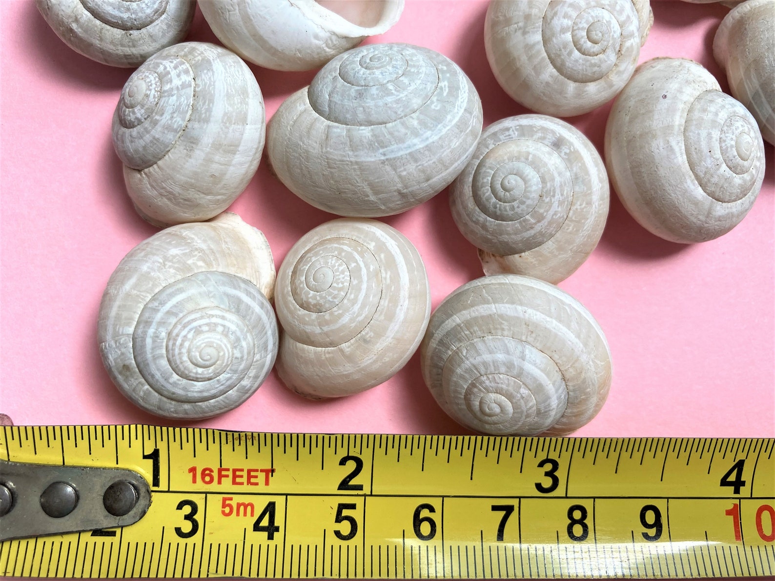 Snail Shells Land Snail Shell White Land Snail Shells - Etsy