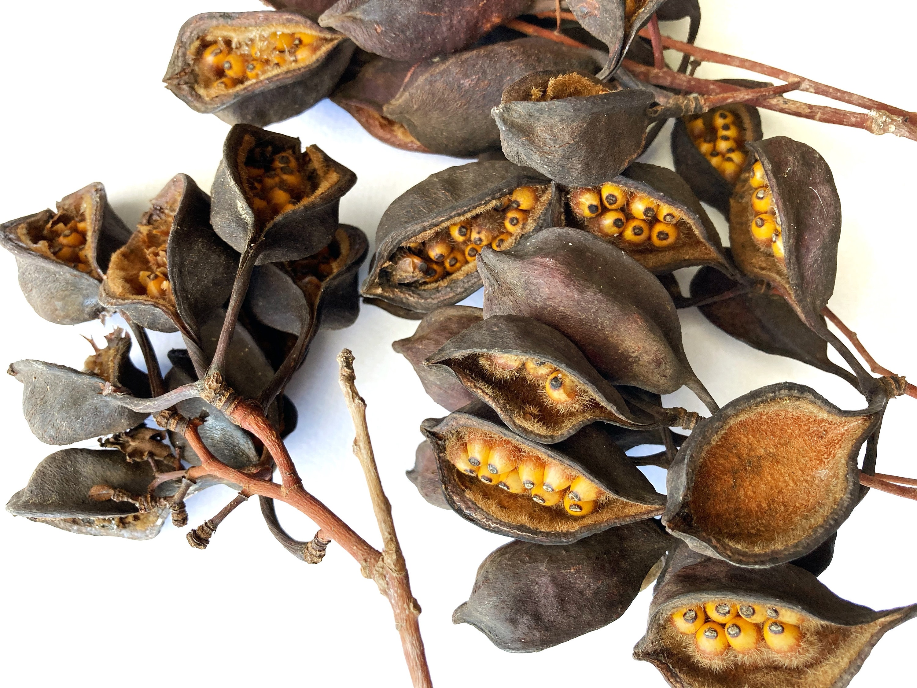 Tree Seed Pods Tree Seed Pods