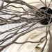 Curly Branches, Curvy Curly Dried Pine Tree Branches, Bundle of 25 ...