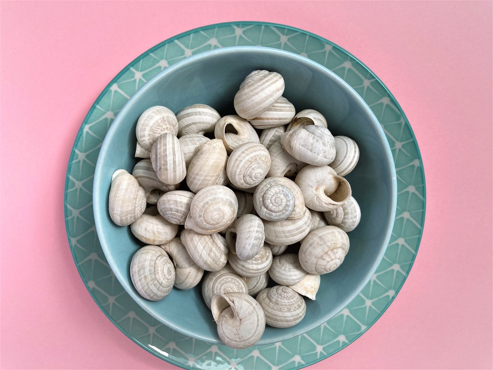 Snail Shells Land Snail Shell White Land Snail Shells - Etsy