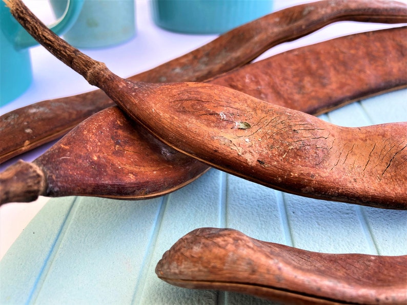 Royal Poinciana Seed Pods With Seeds, Flamboyant Tree Seed Pods ...