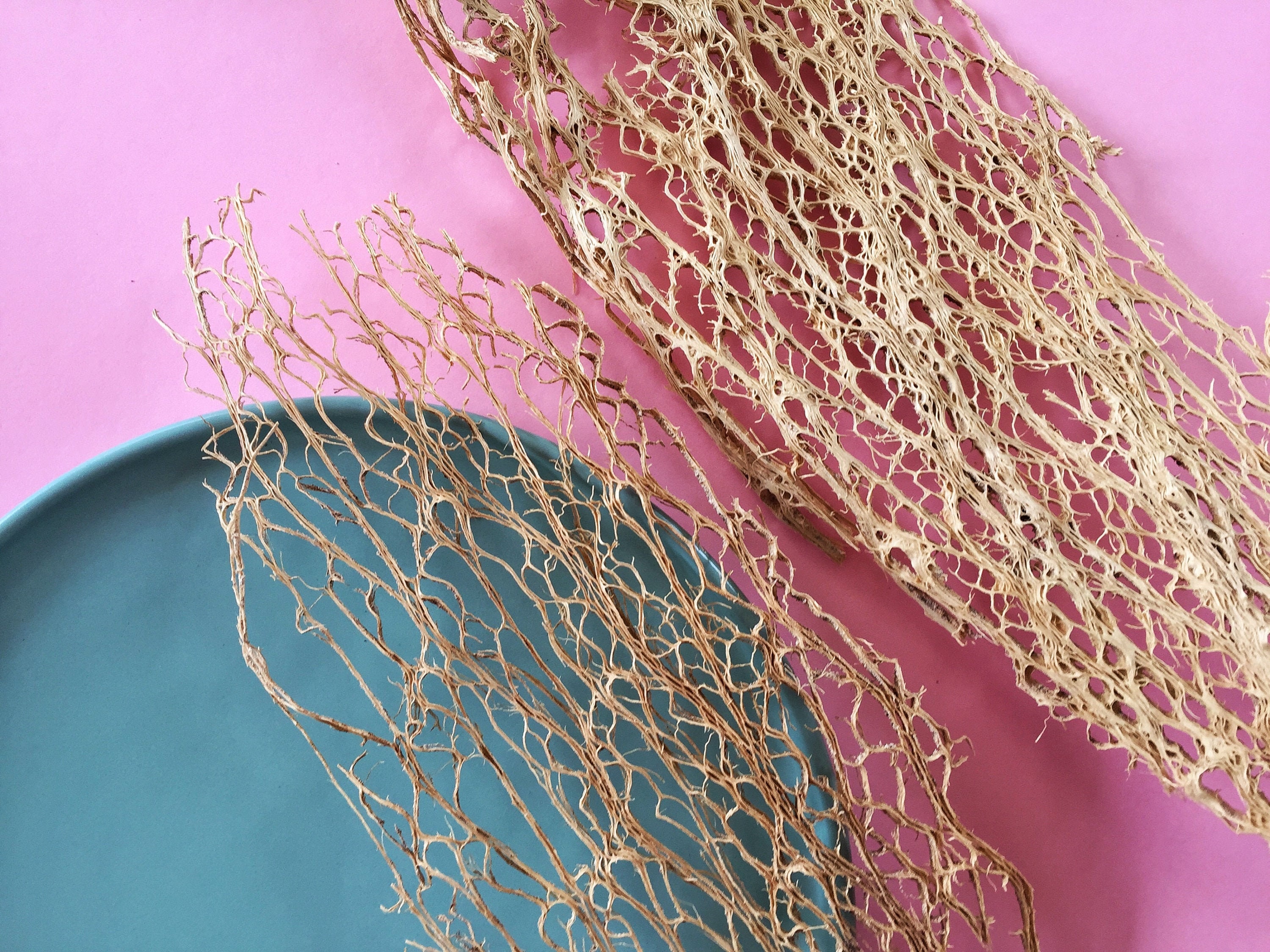 Prickly Pear Cactus Skeleton Fiber, Cactus Lace Fiber Sheets, Opuntia ...