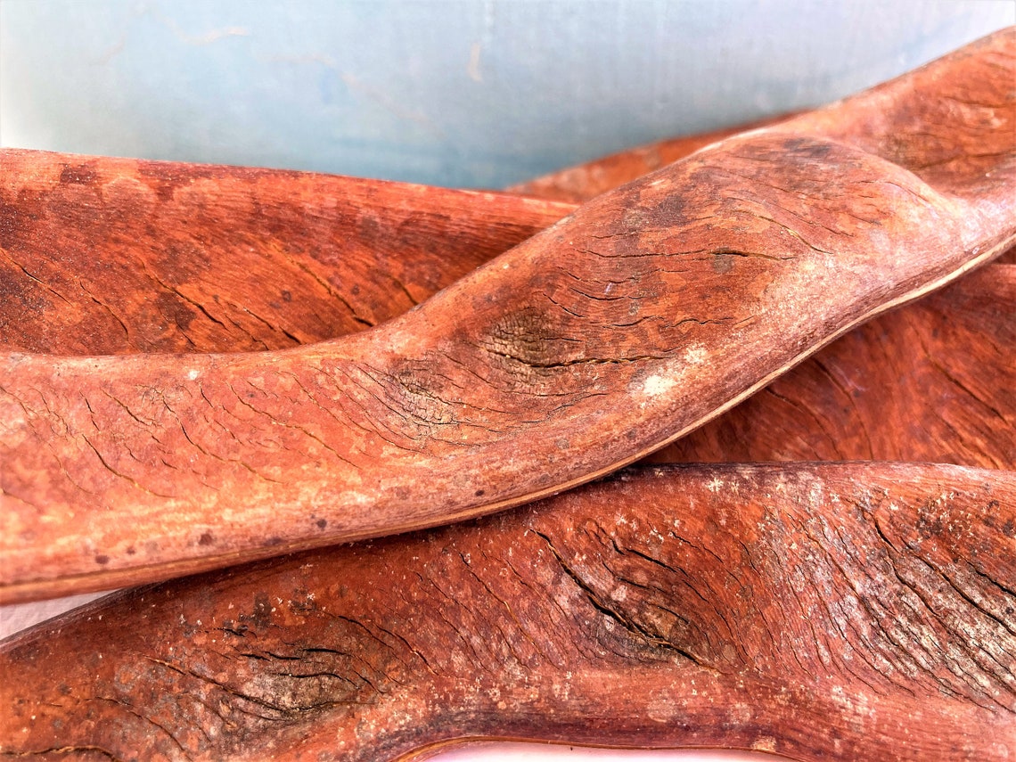 Royal Poinciana Seed Pods With Seeds, Flamboyant Tree Seed Pods ...