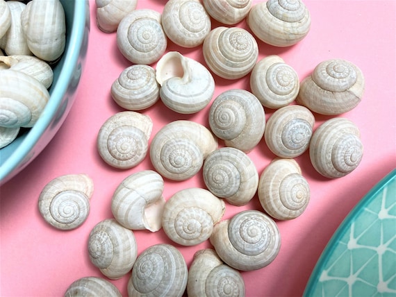 Snail Shells Land Snail Shell White Land Snail Shells | Etsy