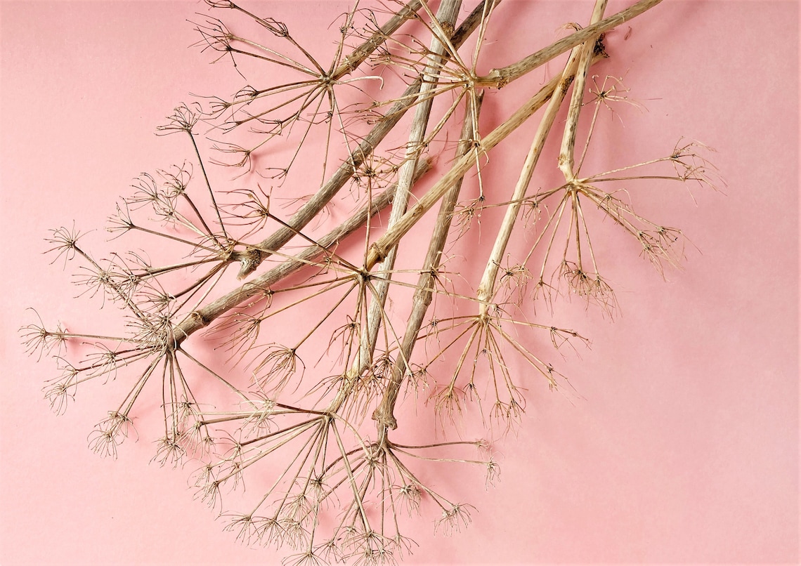 Giant Wild Fennel Seed Head, Ferula Communis, Dried Fennel Seed Head ...