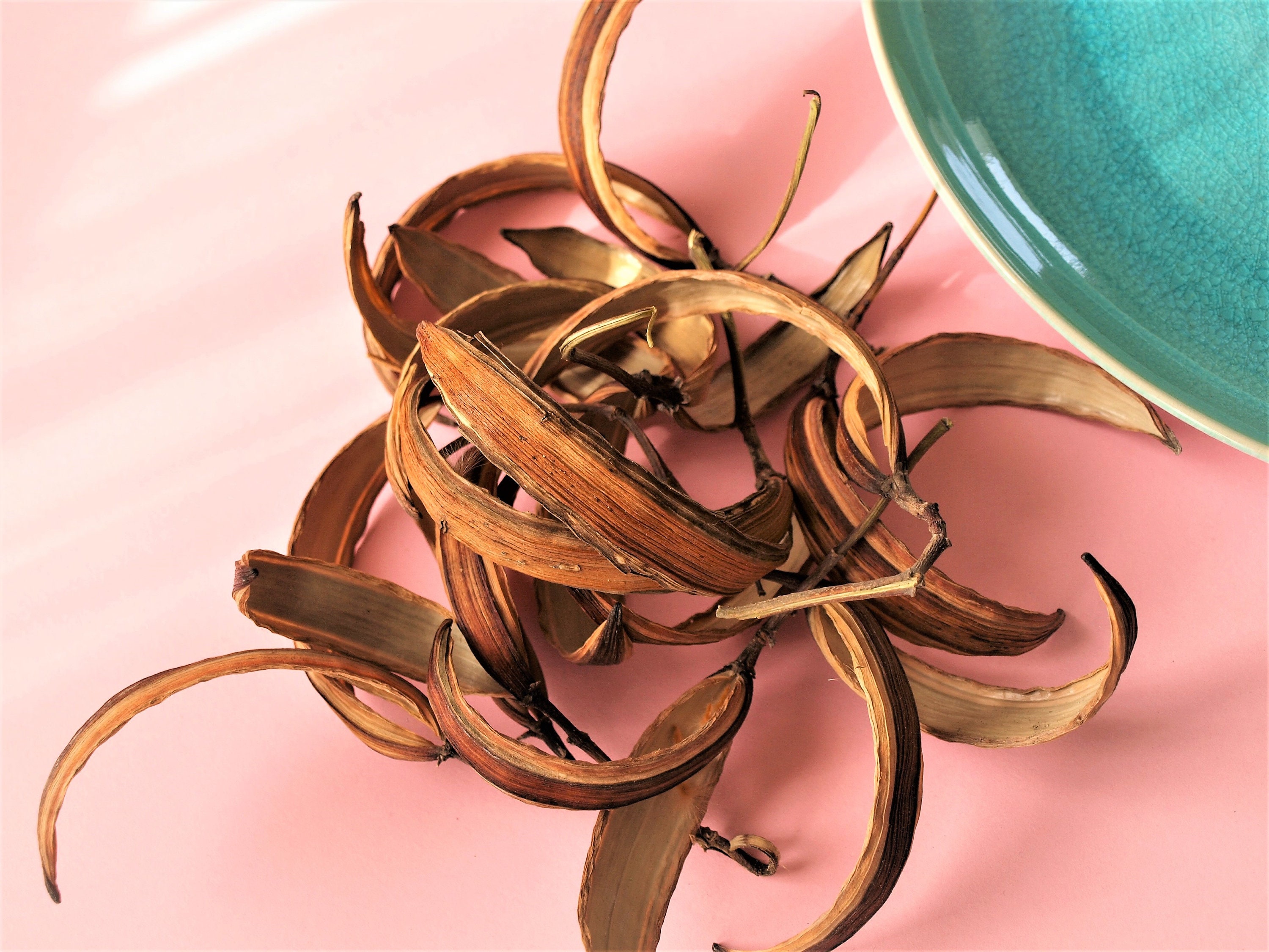 Nerium Oleander Seed Pods, Dried Seed Pods, Dried Seed Pods for Florals ...
