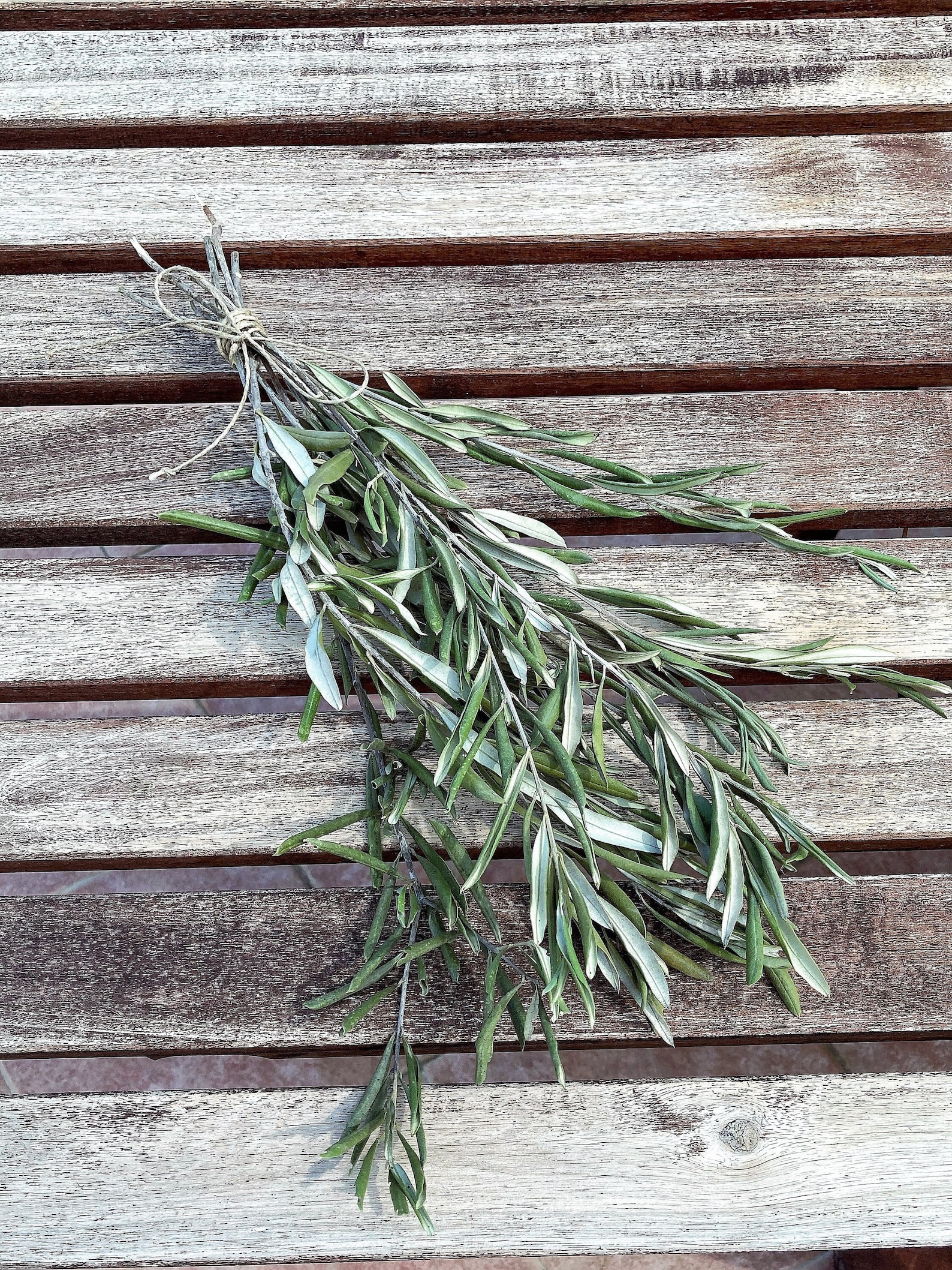 Olive Branches, Bunch of Olive Branches, Decorative Olive Stems , Dried ...