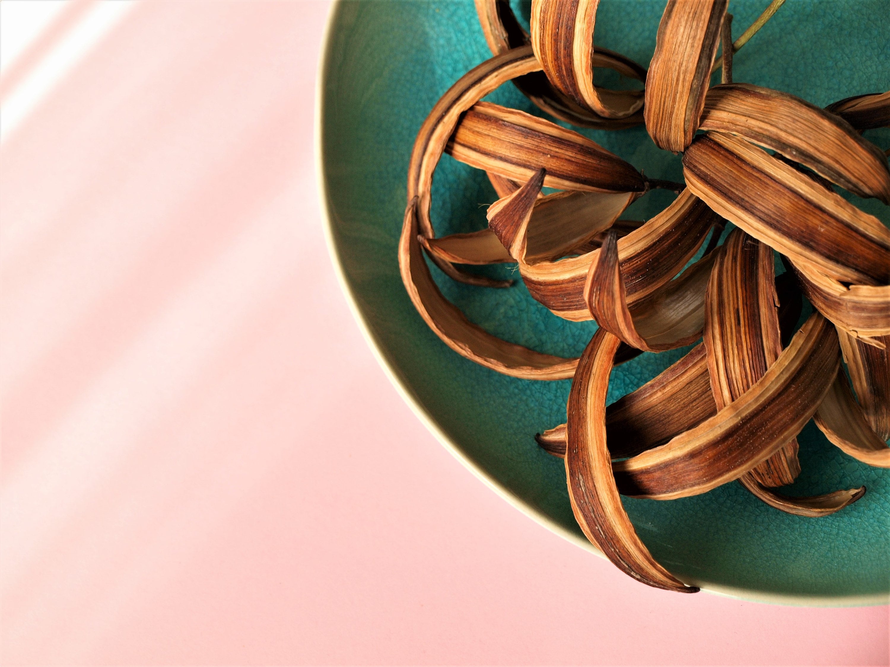 Nerium Oleander Seed Pods, Dried Seed Pods, Dried Seed Pods for Florals ...