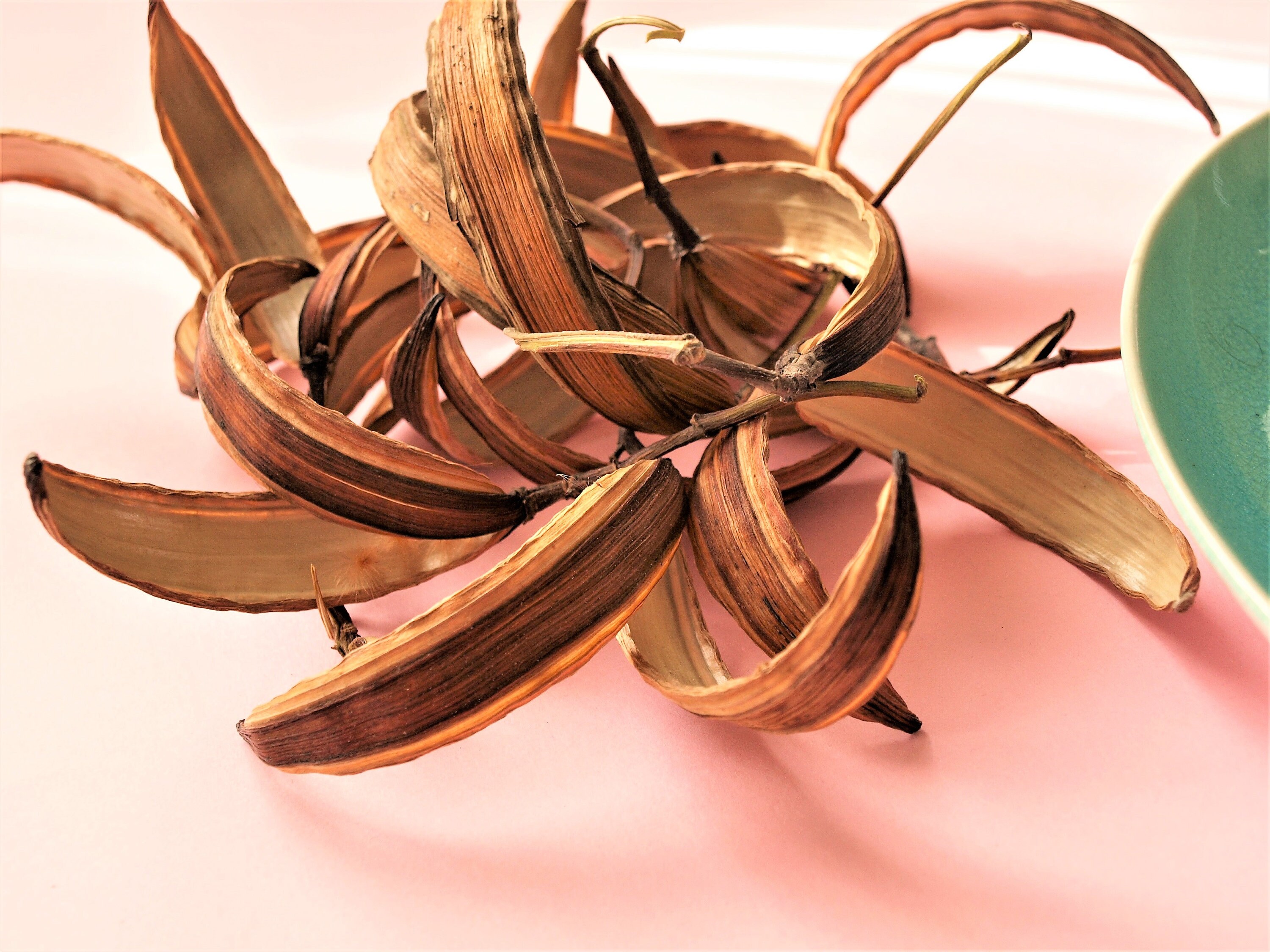 Nerium Oleander Seed Pods, Dried Seed Pods, Dried Seed Pods for Florals ...