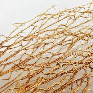 Prickly Pear Cactus Skeleton Fiber, Cactus Lace Fiber Sheets, Opuntia ...