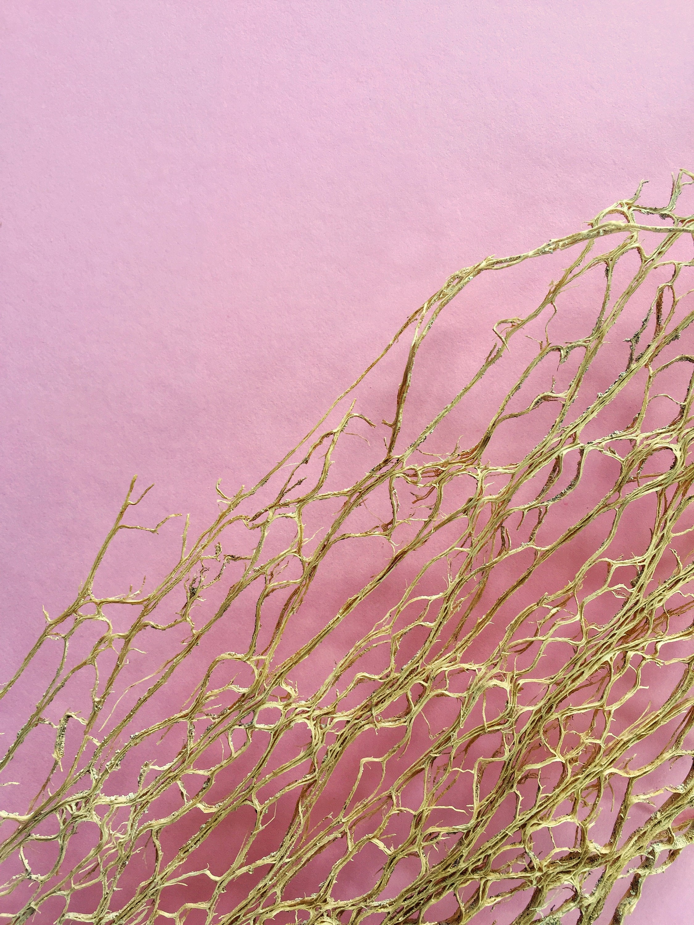 Prickly Pear Cactus Skeleton Fiber, Cactus Lace Fiber Sheets, Opuntia ...