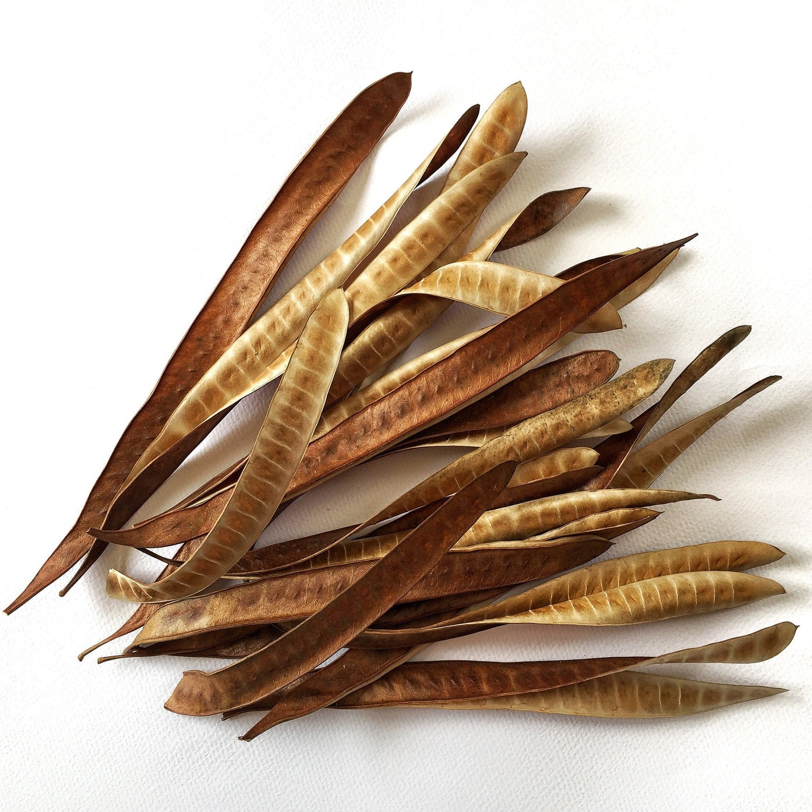 Dried Acacia Seed Pods Long Seed Pods Craft Supply Rustic Supplies Etsy