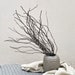 Curly Branches Curvy Curly Dried Pine Tree Branches Bundle - Etsy