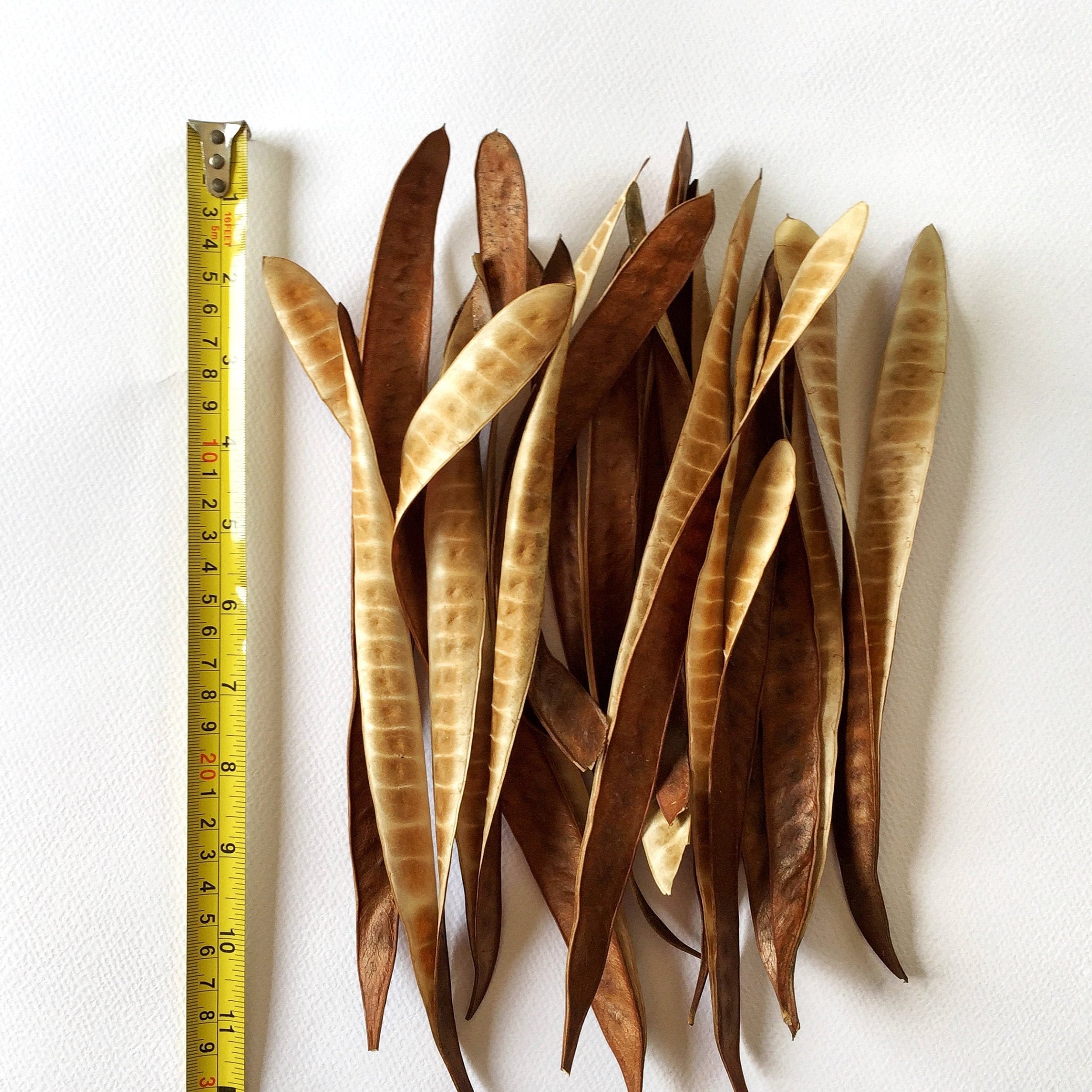 Dried Acacia Seed Pods, Long Seed Pods, Craft Supply, Rustic Supplies ...