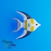 Angel Fish Papercraft Template A4 - Etsy