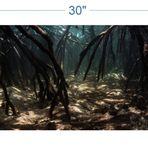 Aquarium Background Underwater Roots - Vinyl Graphic Adhesive AQ0034 - Etsy