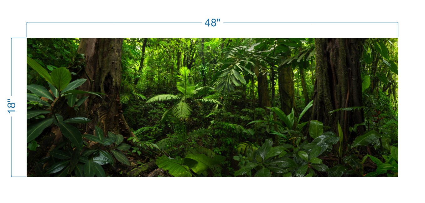 Terrarium Background Tropical Forest - Vinyl Graphic Adhesive TR0004 - Etsy