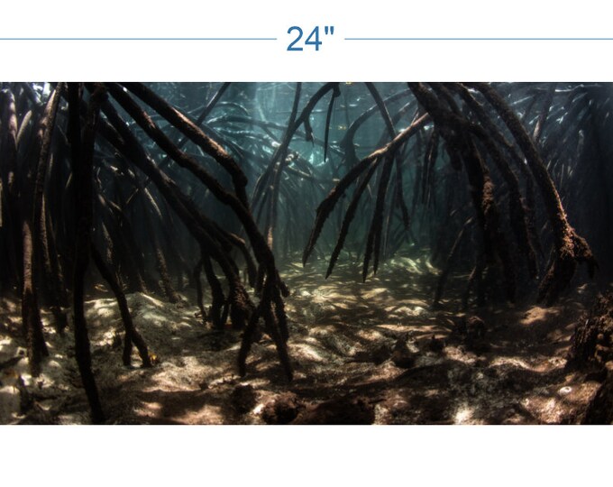 Aquarium Background Underwater Roots Vinyl Graphic Adhesive AQ0034 - Etsy