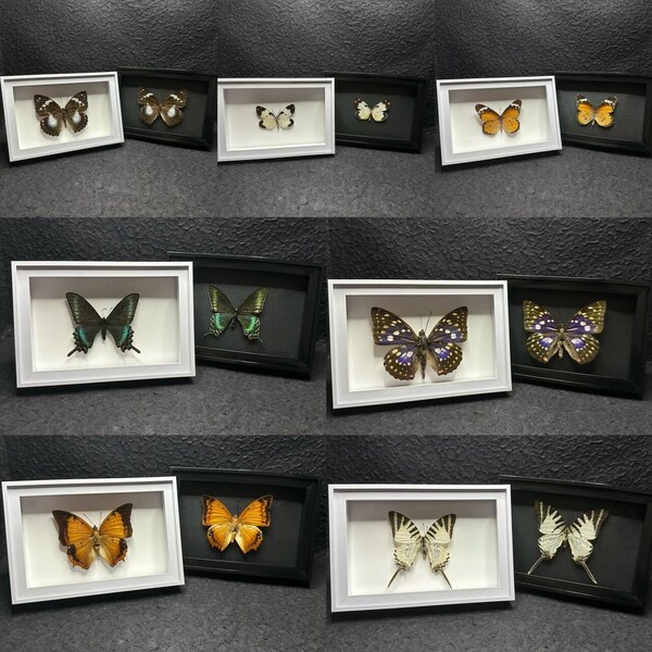 Insect Collection - Etsy