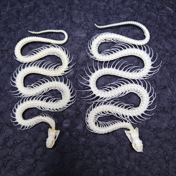 Real Snake Skeleton - Etsy