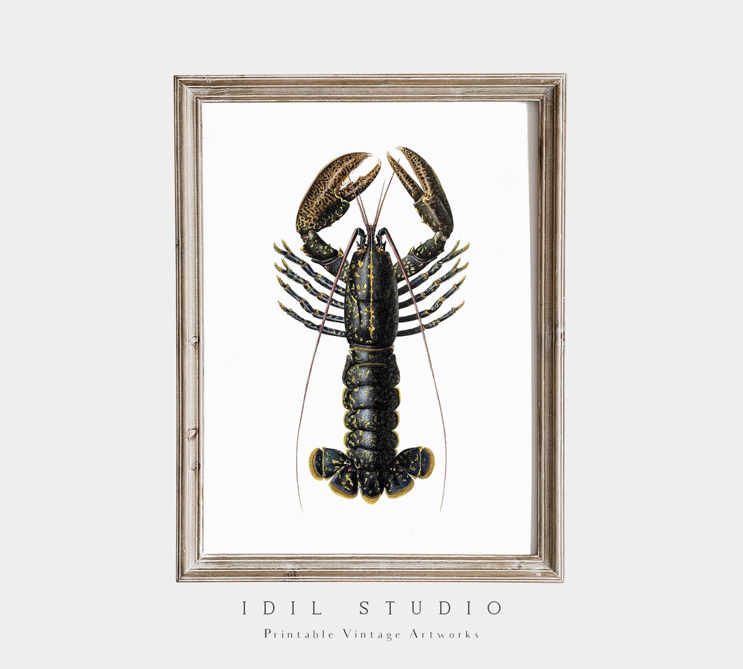Vintage Lobster Drawing | Rustic Kitchen Still Life | Crustaceancore ...