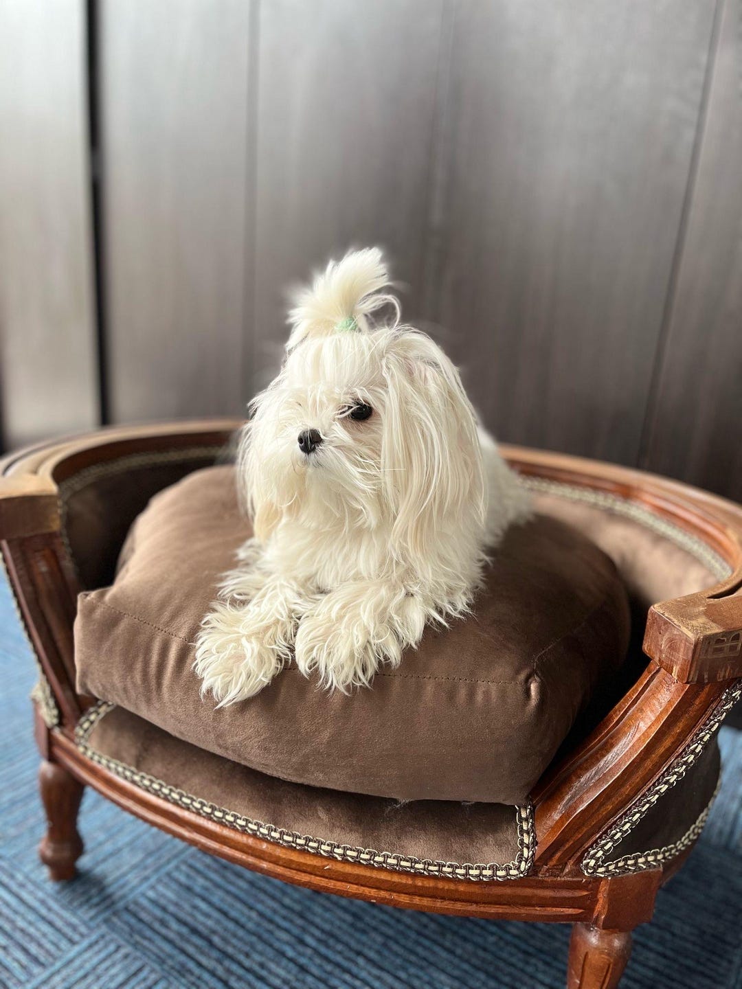 Dog Sofa Chair Retro Baroque Rococo Style Cute Dog Settee Green Velvet ...