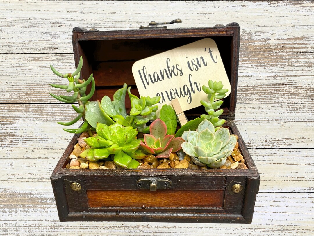 Succulent Gift Box / Live Succulent Arrangement / Custom Gift Basket ...
