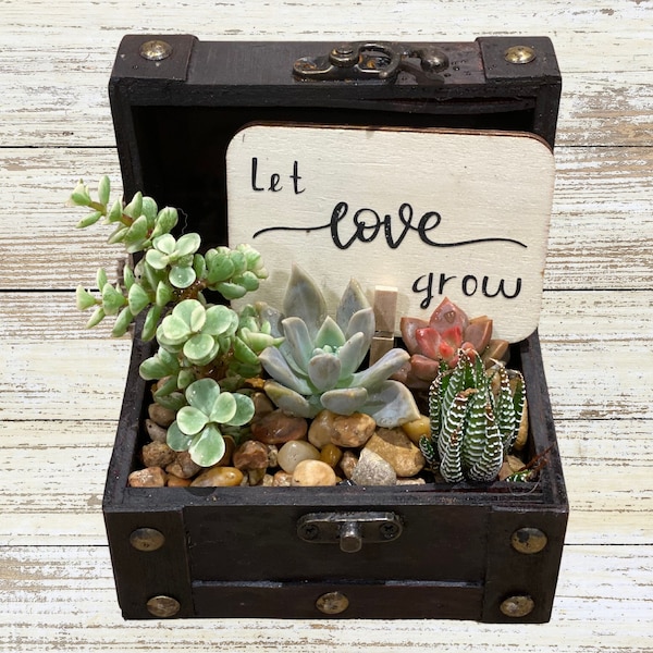 Succulent Gift Box - 60+ Gift Ideas for 2024
