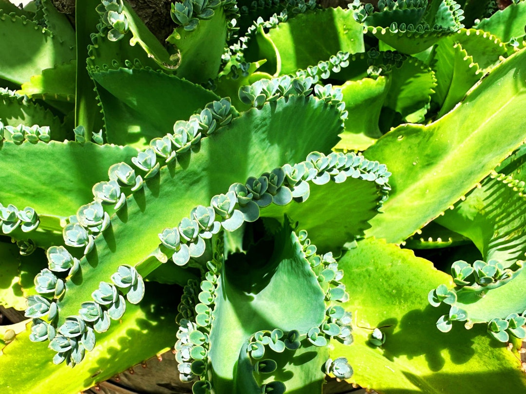 Mother of Thousands BARE ROOT Medium 46 Plant Rare Succulents Kalanchoe ...