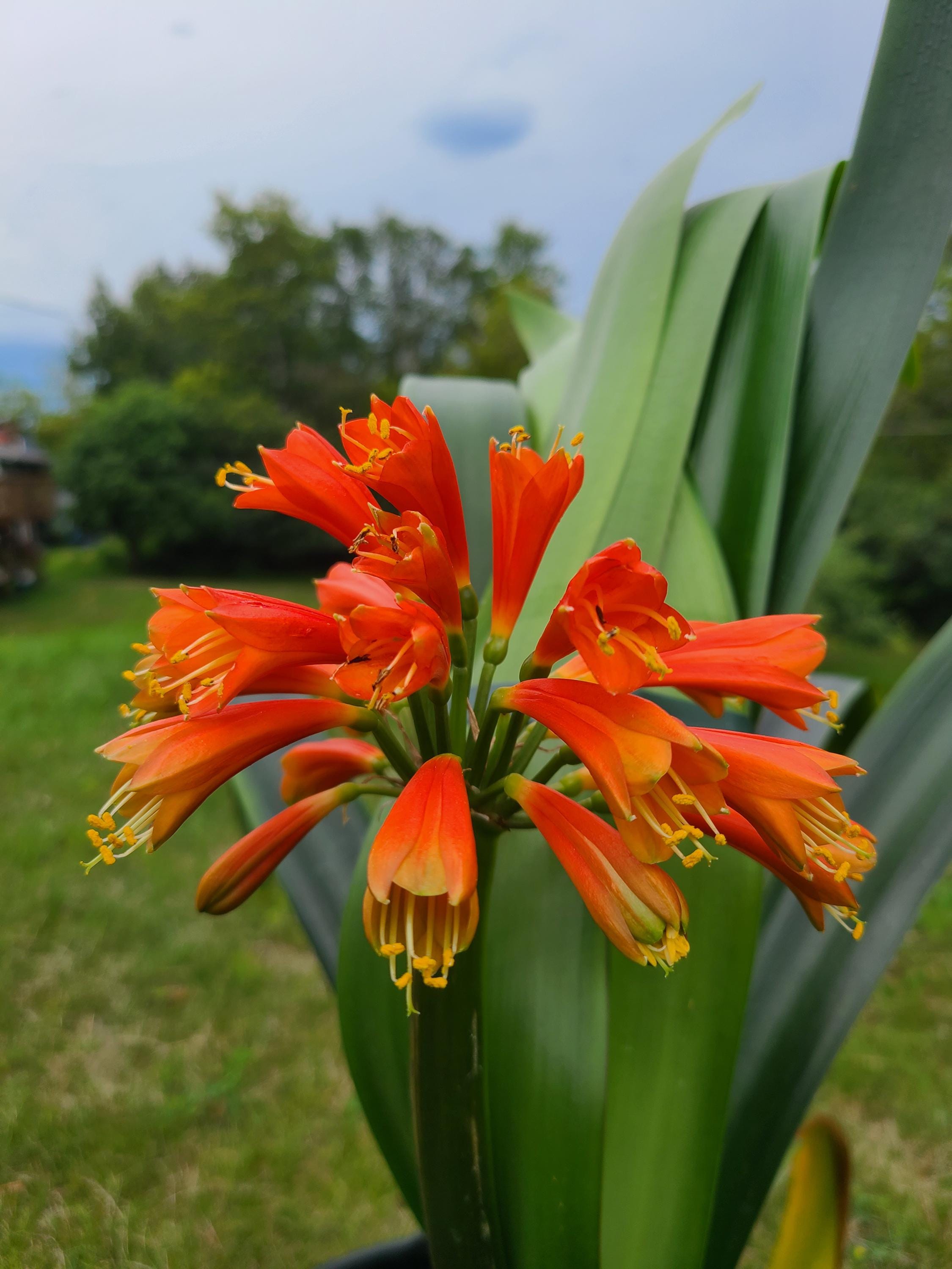 Civia Maniata X Clivia Caulescens X (compact Variegated Clivia Orange ...
