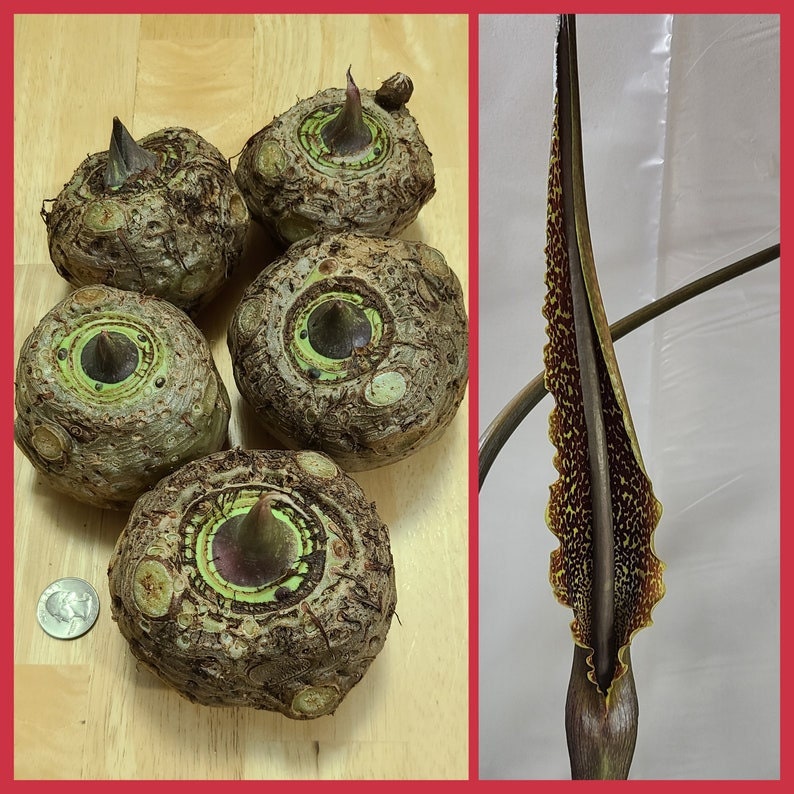 Unique, Exotic Sauromatum Venosum Bulbs Voodoo Lily Various Size One ...